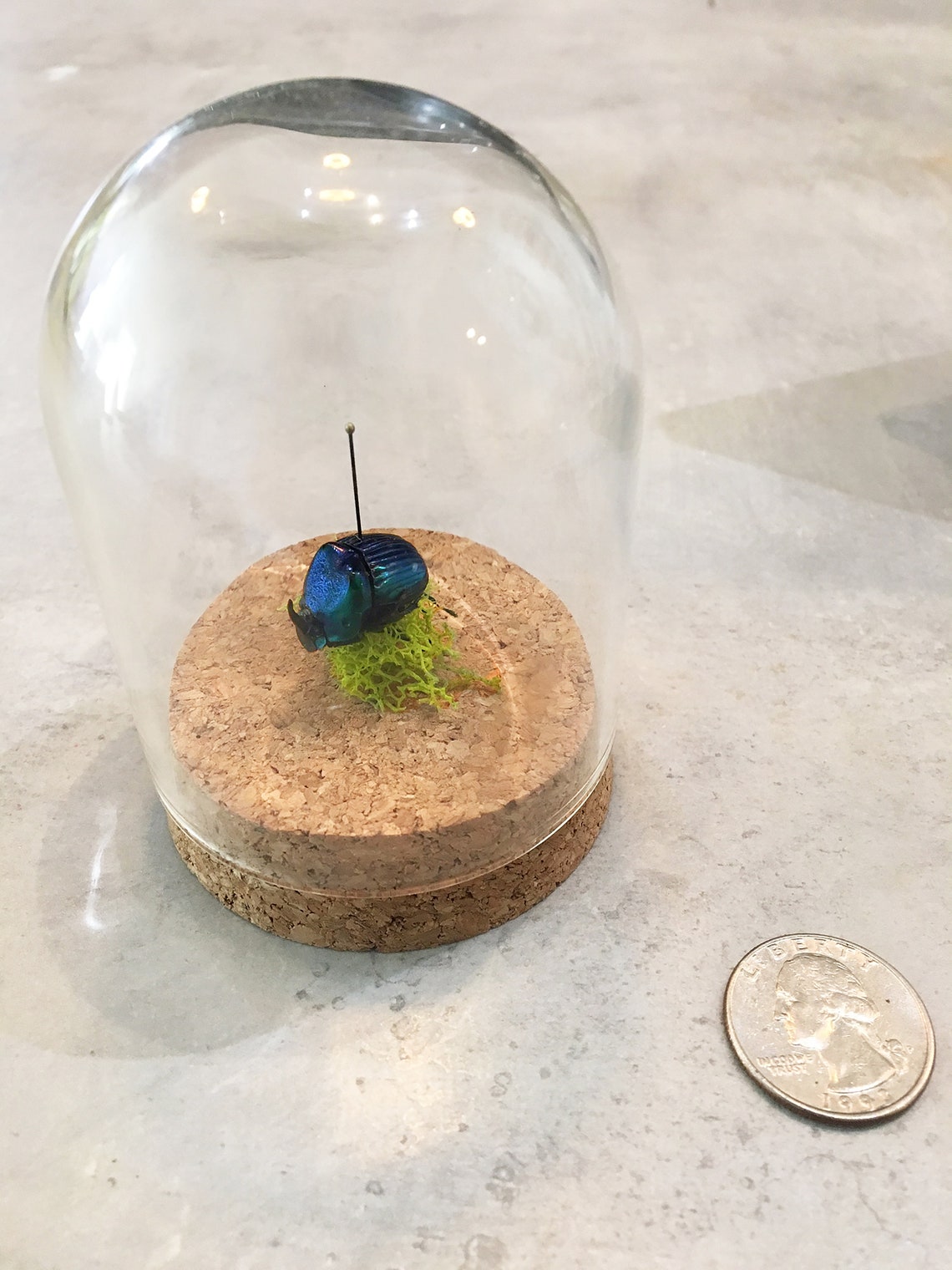 Beetle, Insect Display, Bug Display, Beetle Art, Sculpture Art, Home ...