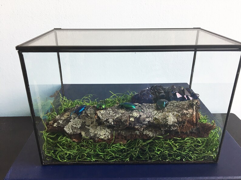 Beetle Display 02, Insect Display, Bug Display, Beetle Art, Sculpture ...