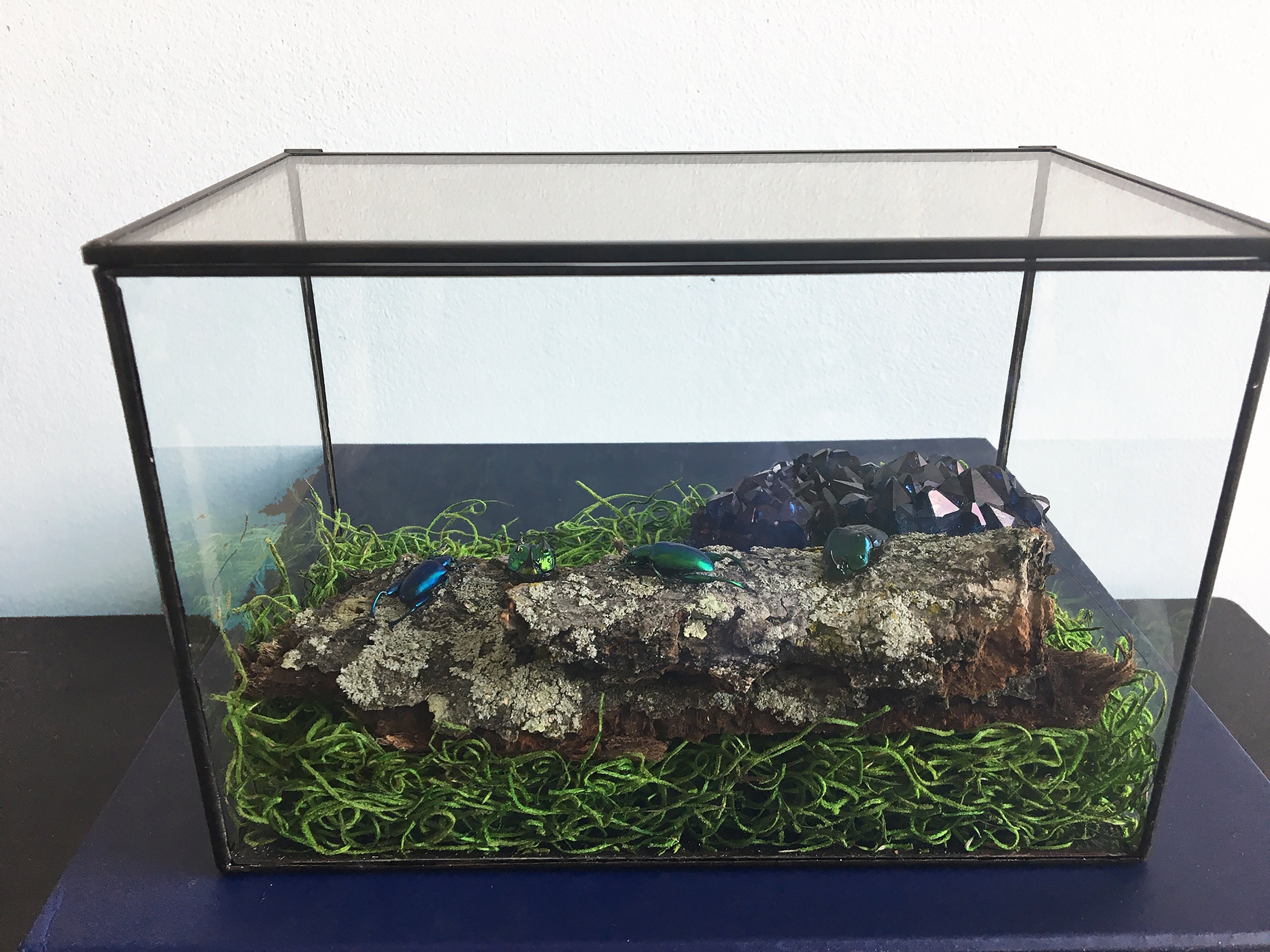 Beetle Display 02 Insect Display Bug Display Beetle Art - Etsy Hong Kong