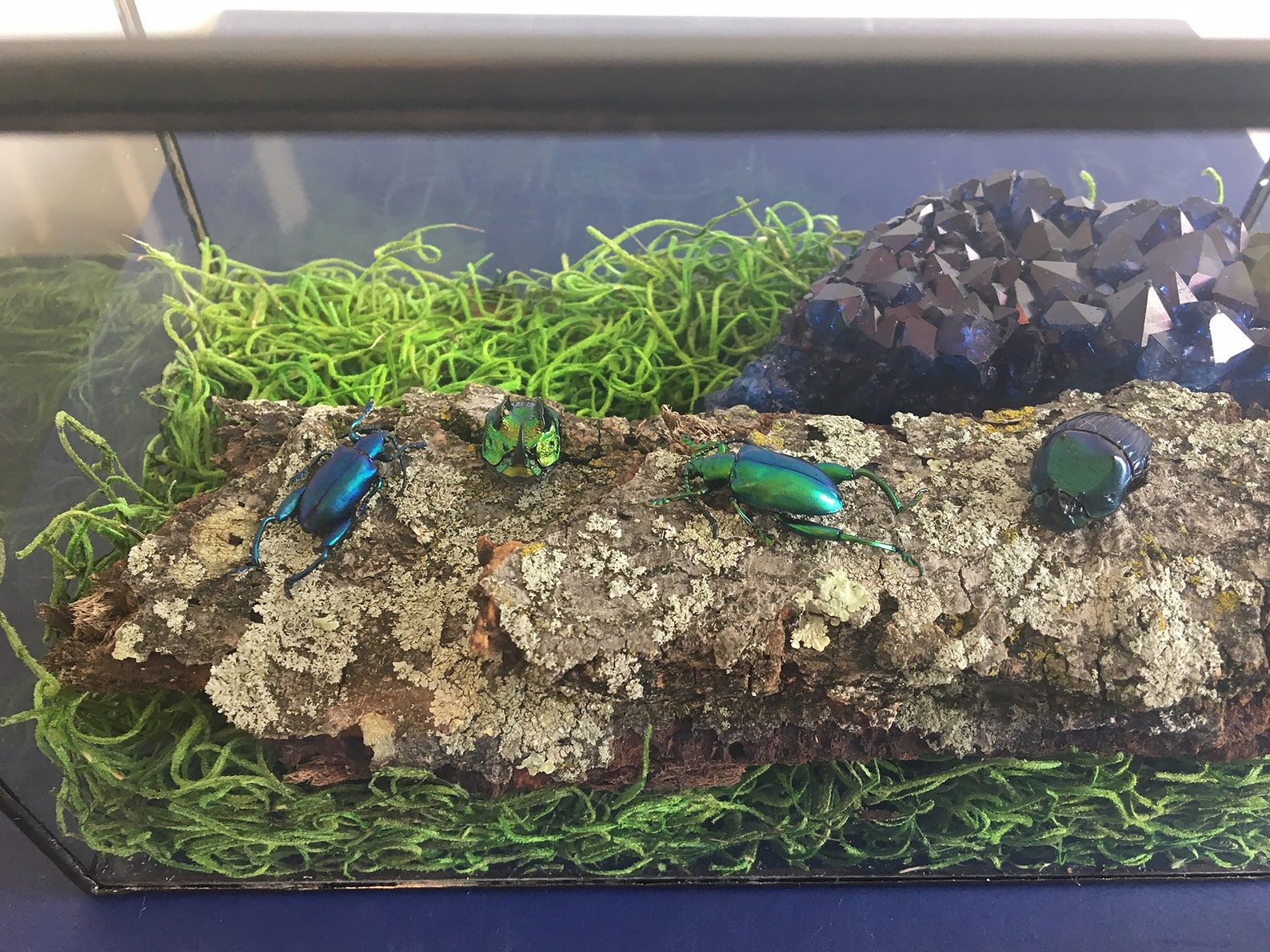 Beetle Display 02, Insect Display, Bug Display, Beetle Art, Sculpture ...