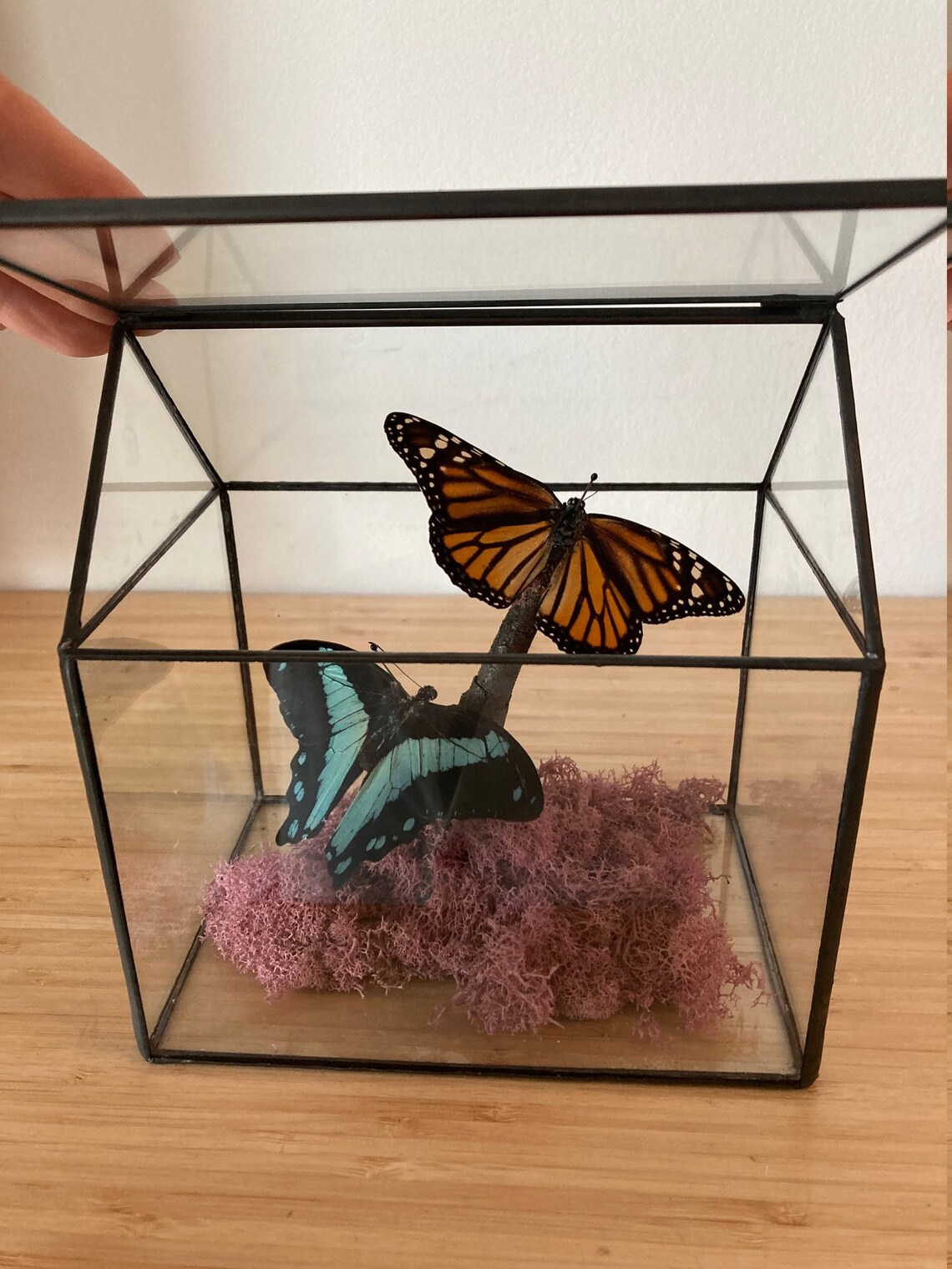 BUTTERFLY TERRARIUM 12 - Etsy