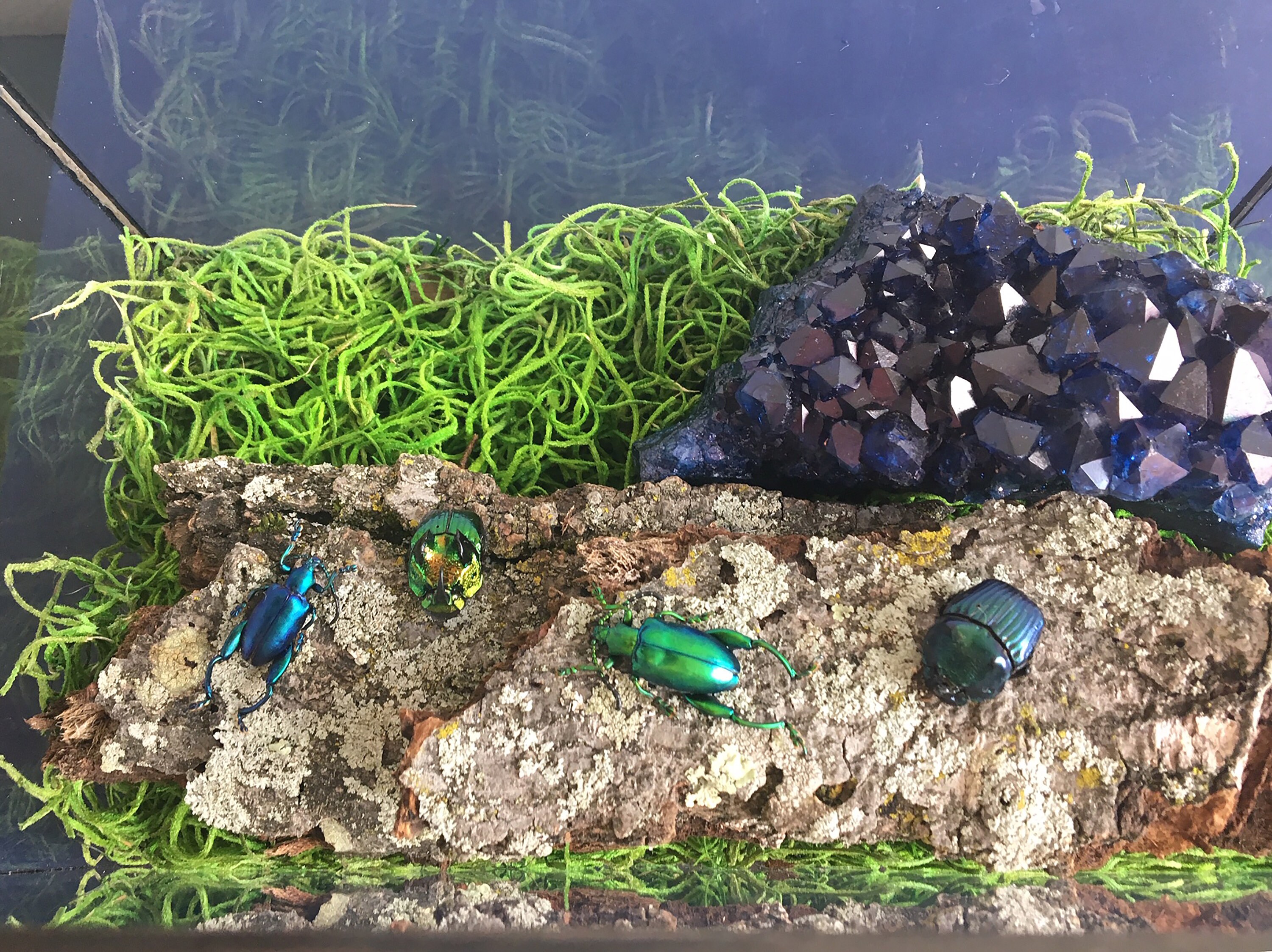 Beetle Display 02 Insect Display Bug Display Beetle Art - Etsy Hong Kong