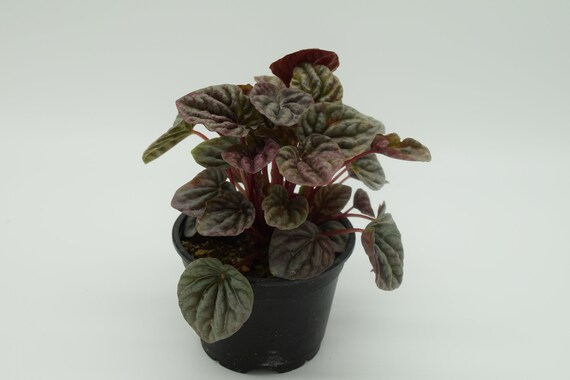 Peperomia Caperata 'luna Red Ripple' Plant | Etsy