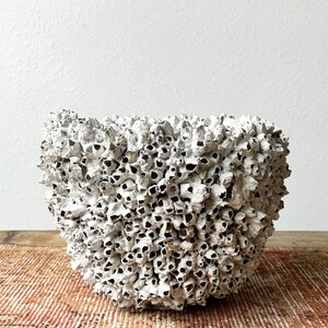 White Shell Barnacle Planter Pot Vase - Etsy