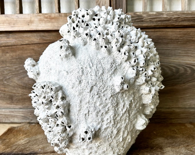 White Barnacle Encrusted Vase Urn Pot - Etsy