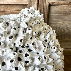 White Shell Barnacle Vase Urn Pot - Etsy