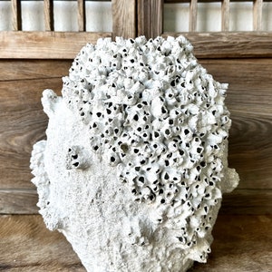 White Shell Barnacle Vase Urn Pot - Etsy