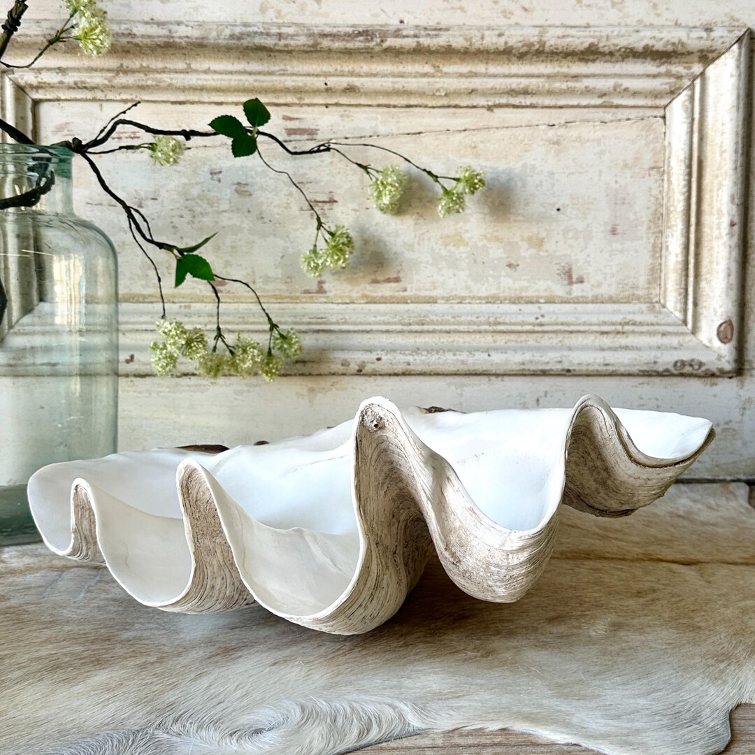 Authentic Giant Clam Shell | Large Coastal Organic Decor | Vintage ...