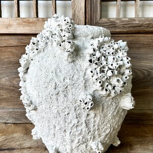 White Shell Barnacle Vase Urn Pot - Etsy