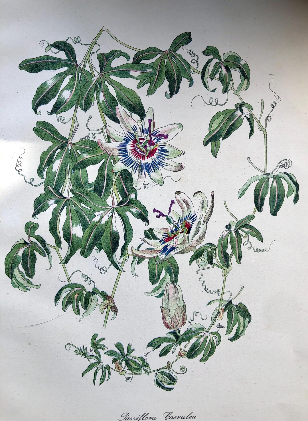 John Nash 1948 Flower Lithograph - ‘passiflora Caerulea’ Passionflower ...