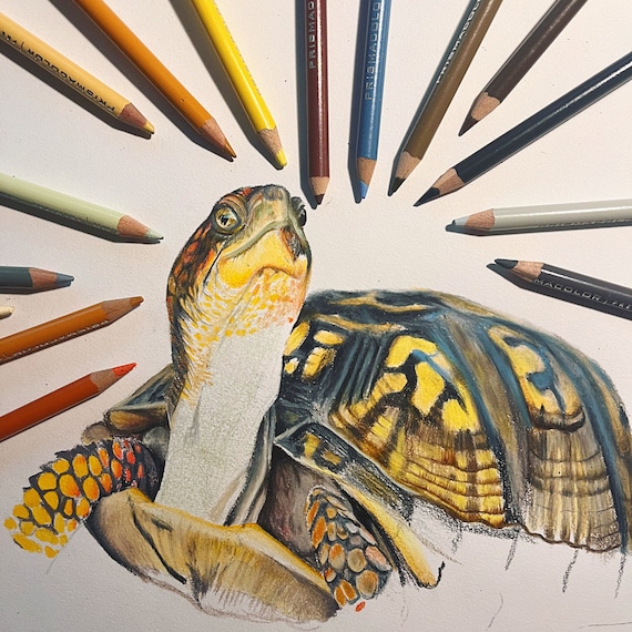 Box Turtle Pencil Drawing