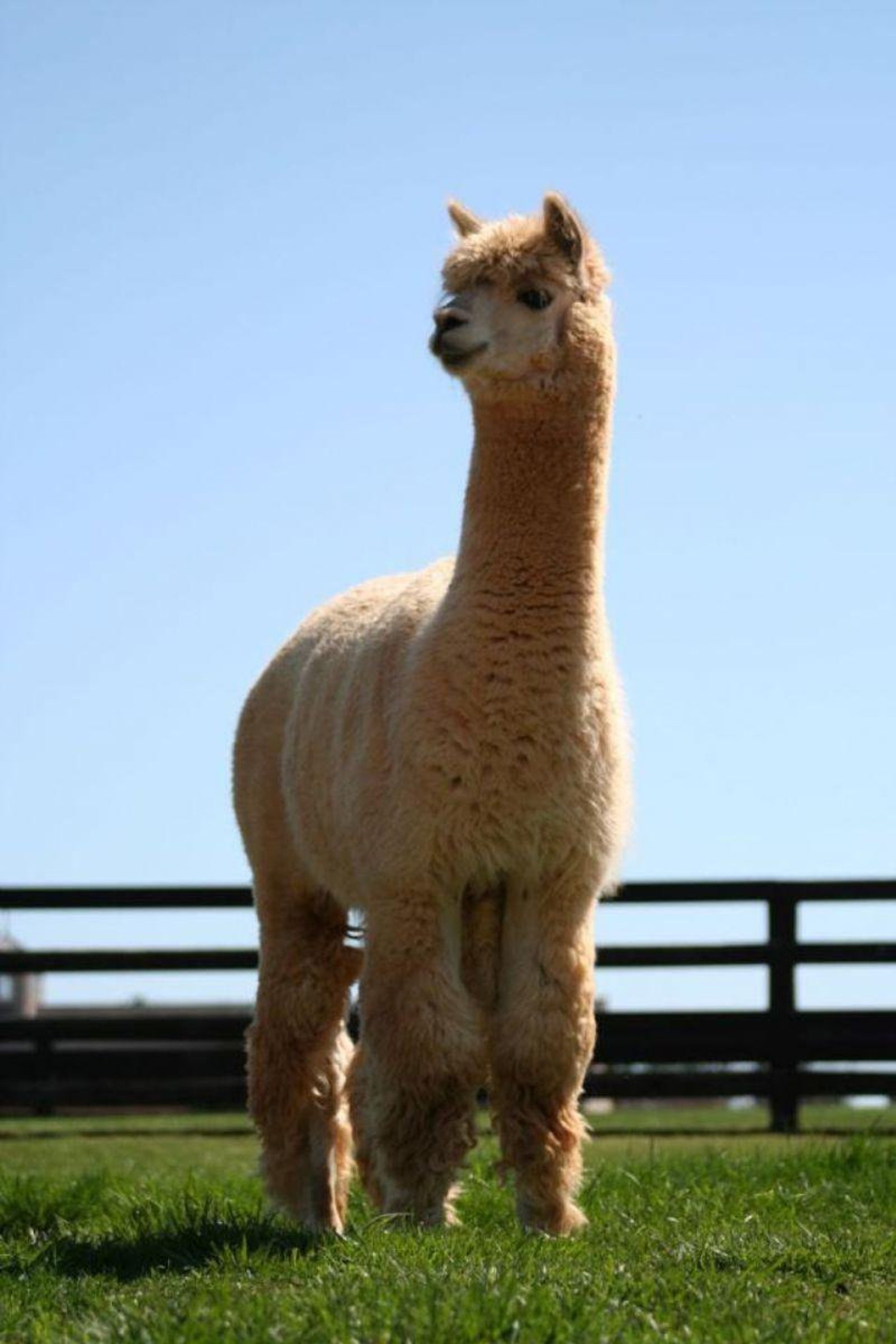 Green Alpaca Yarn - Etsy