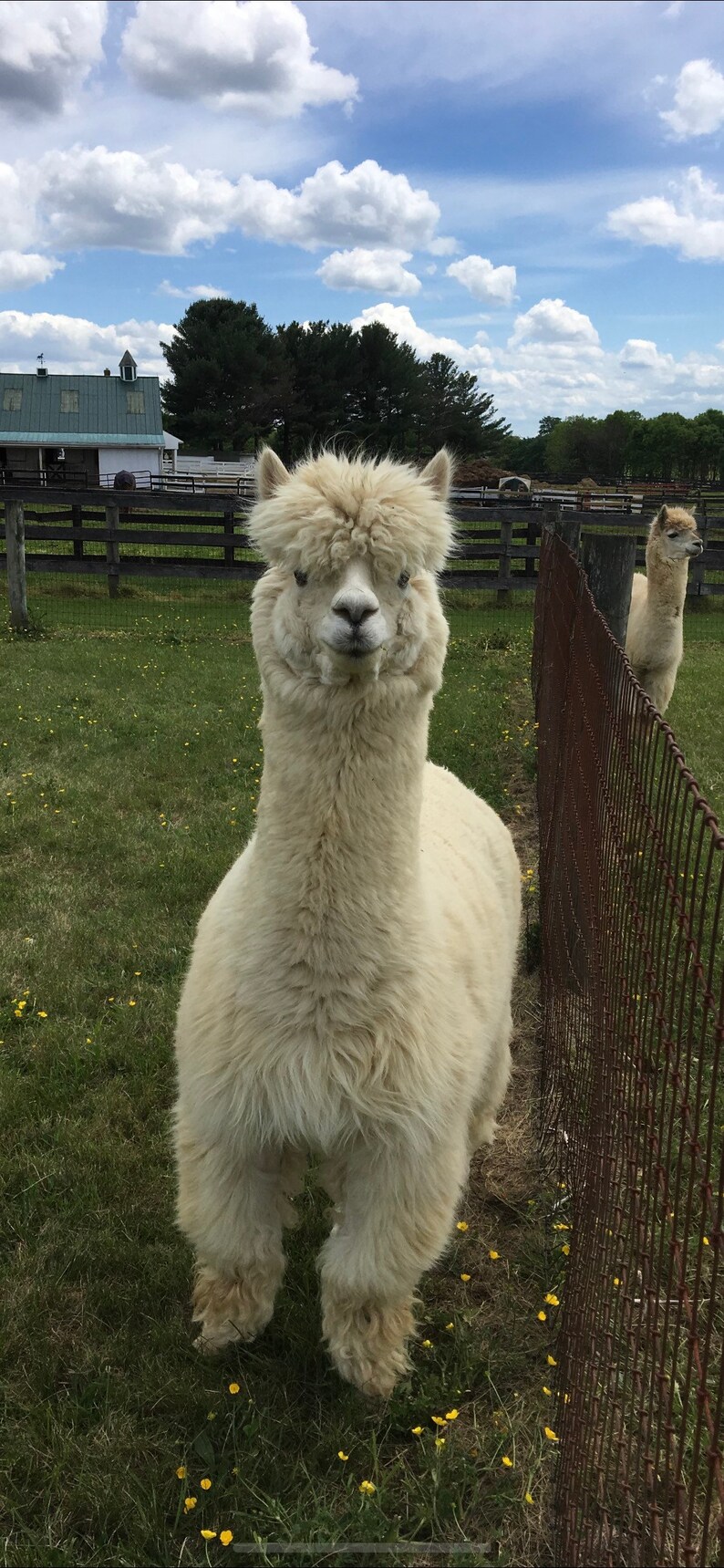 Yellow Alpaca Yarn - Etsy