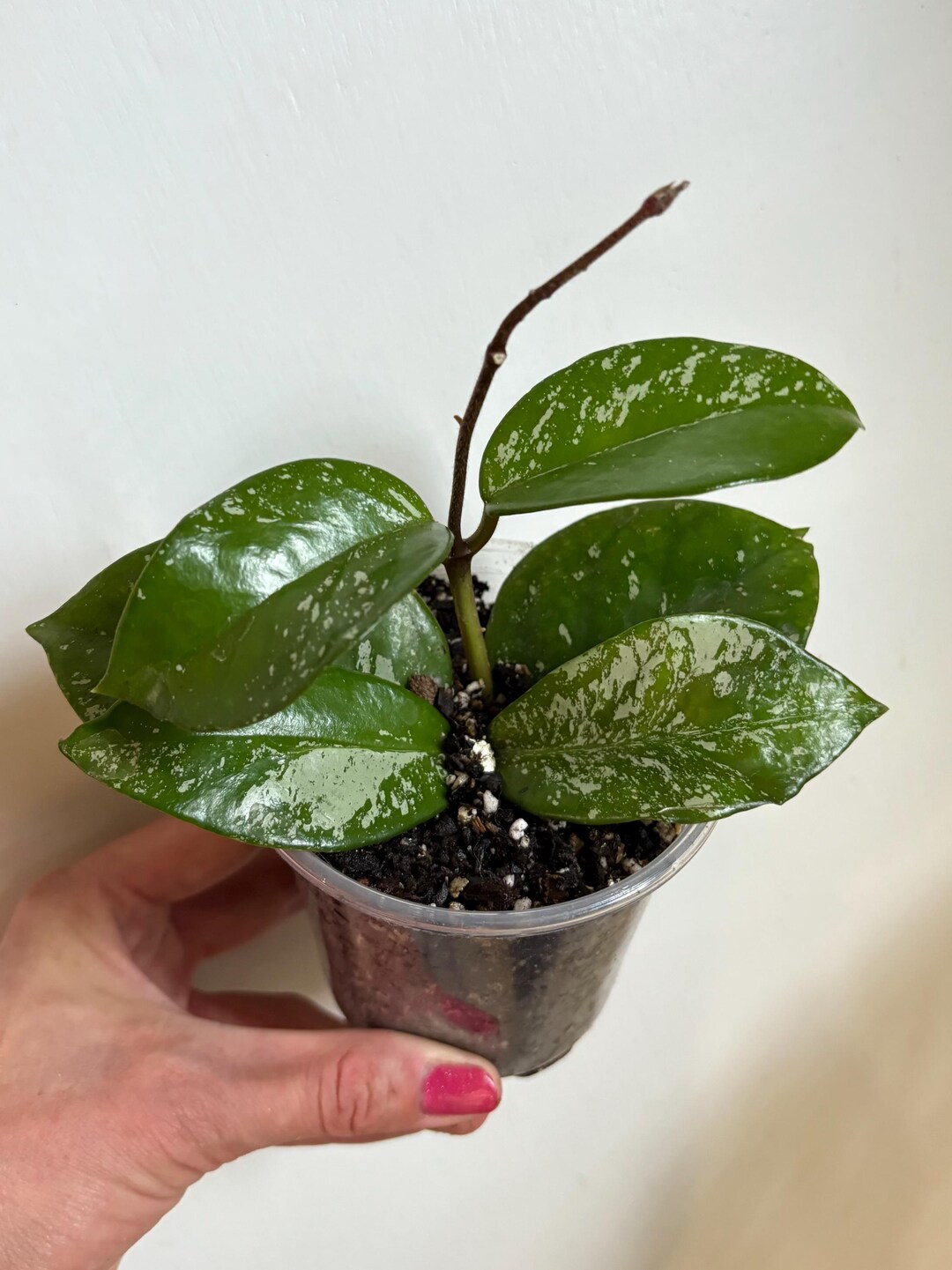 Hoya Carnosa ‘freckles Splash’ - Highly Variegated - 3” Pot - Grower’s ...