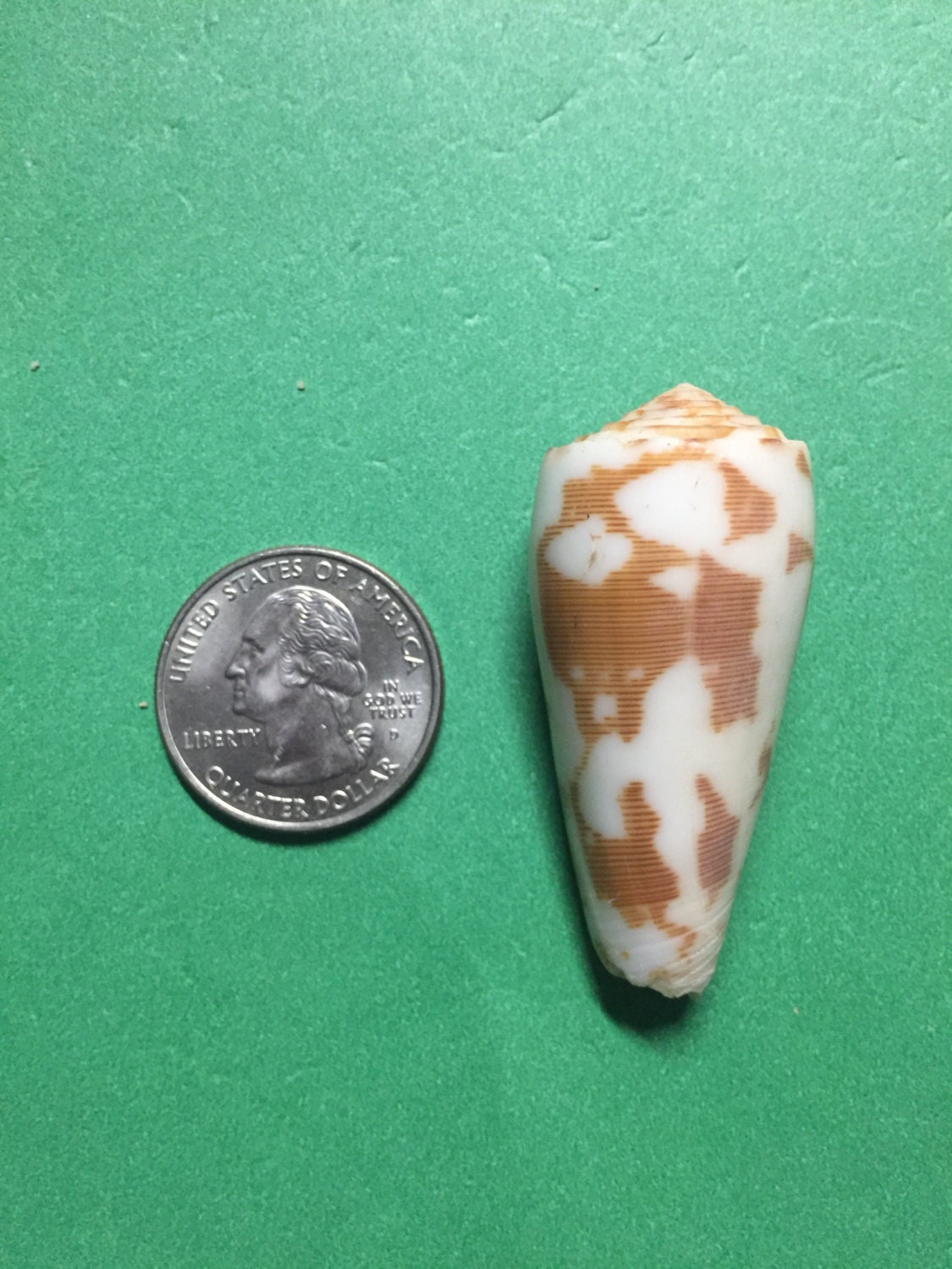 ADD ON Hawaii Cone Shell Jewelry & Beauty Jewelry Making & Beading etna ...