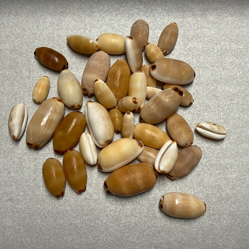 Hawaiian Cowrie - Etsy
