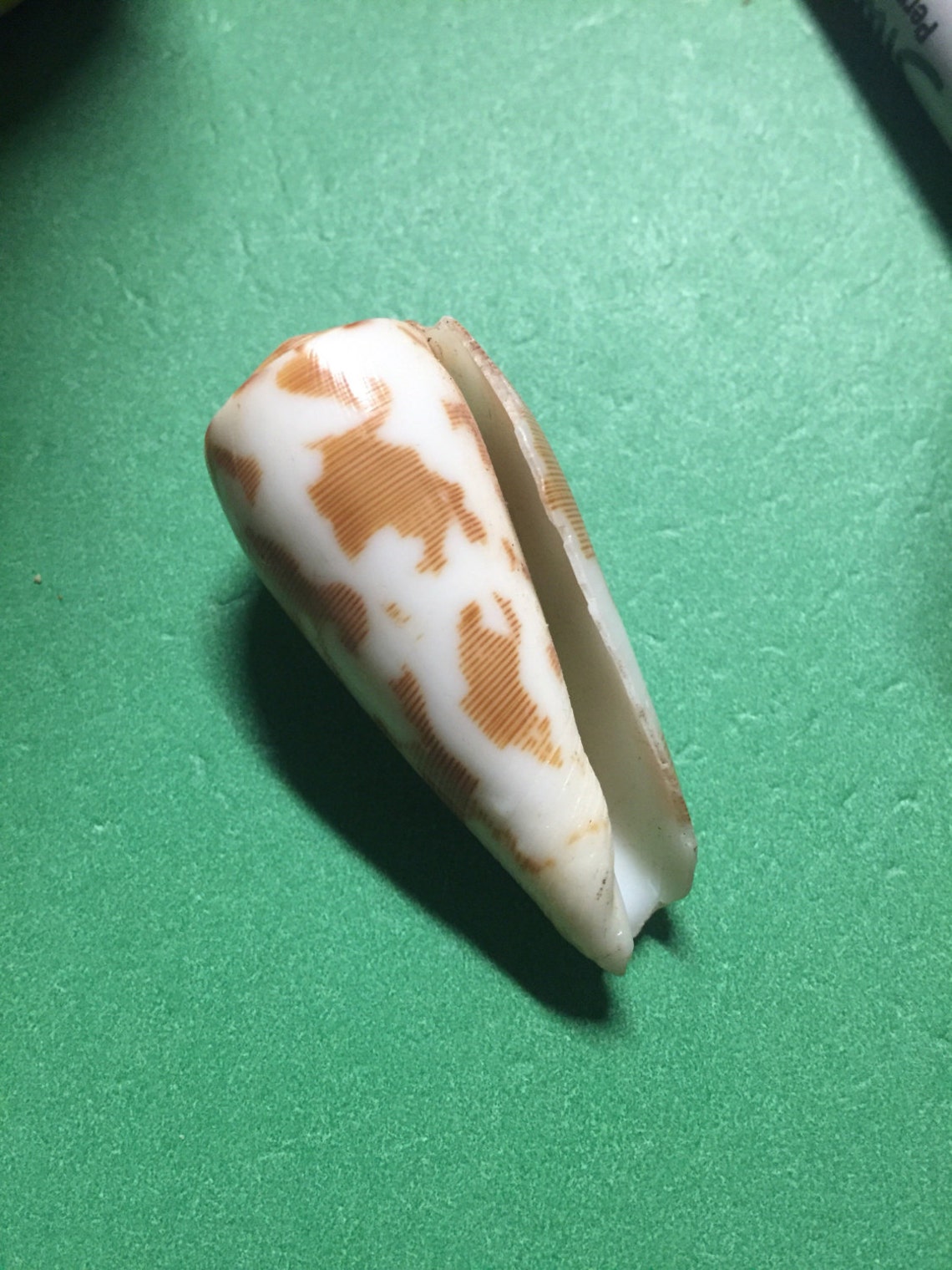 One Large Rare Cone Shell Hand Picked in Hawaii - Etsy