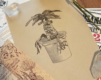 Mandrake Drawing - Etsy