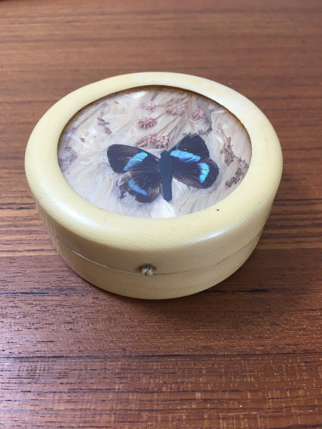 Vintage Celluloid Box With Real Butterfly / Hinged Lid, Trinket Box ...