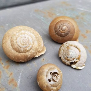 Set of 4 Snail Shells, Found, Hand Collected -- Specimens/shells/snail ...