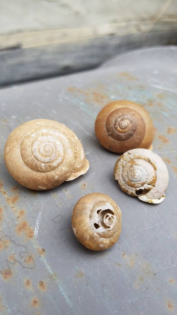 Set of 4 Snail Shells Found Hand Collected | Etsy
