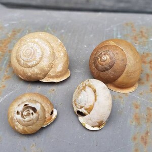 Set of 4 Snail Shells, Found, Hand Collected -- Specimens/shells/snail ...