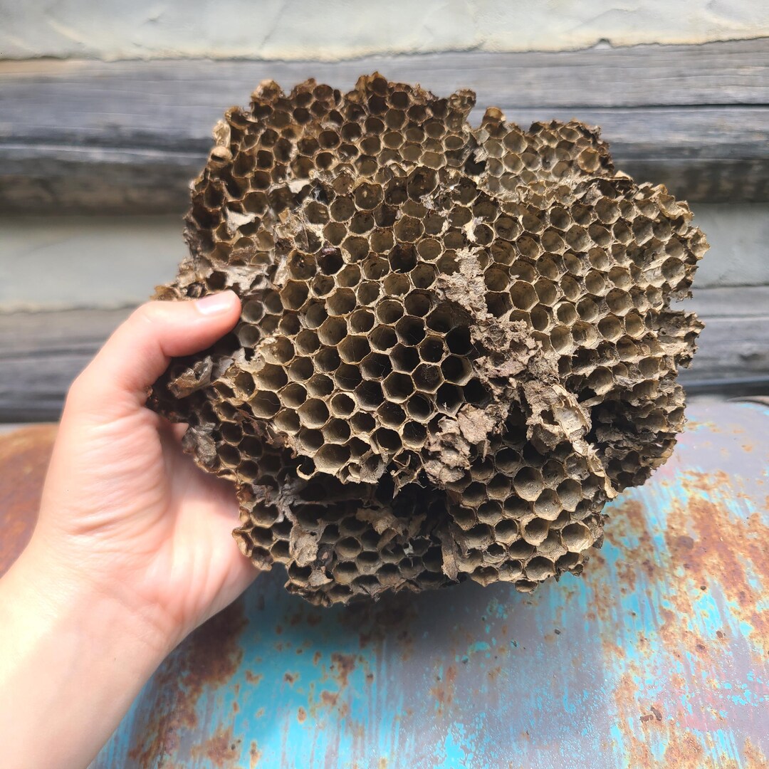 4 Layered Large Hornets Nest/bees Nests/natural/art/supplies/real ...