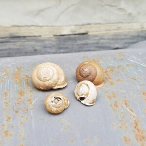 Set of 4 Snail Shells, Found, Hand Collected -- Specimens/shells/snail ...