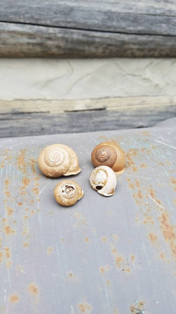 Set of 4 Snail Shells Found Hand Collected | Etsy