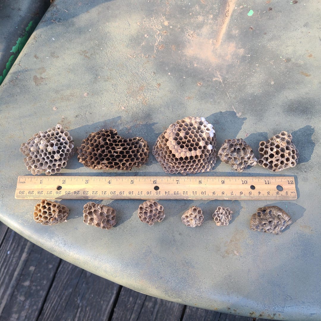 Paper Wasp Nests/bees Nest/natural/art/supplies/real/authentic ...