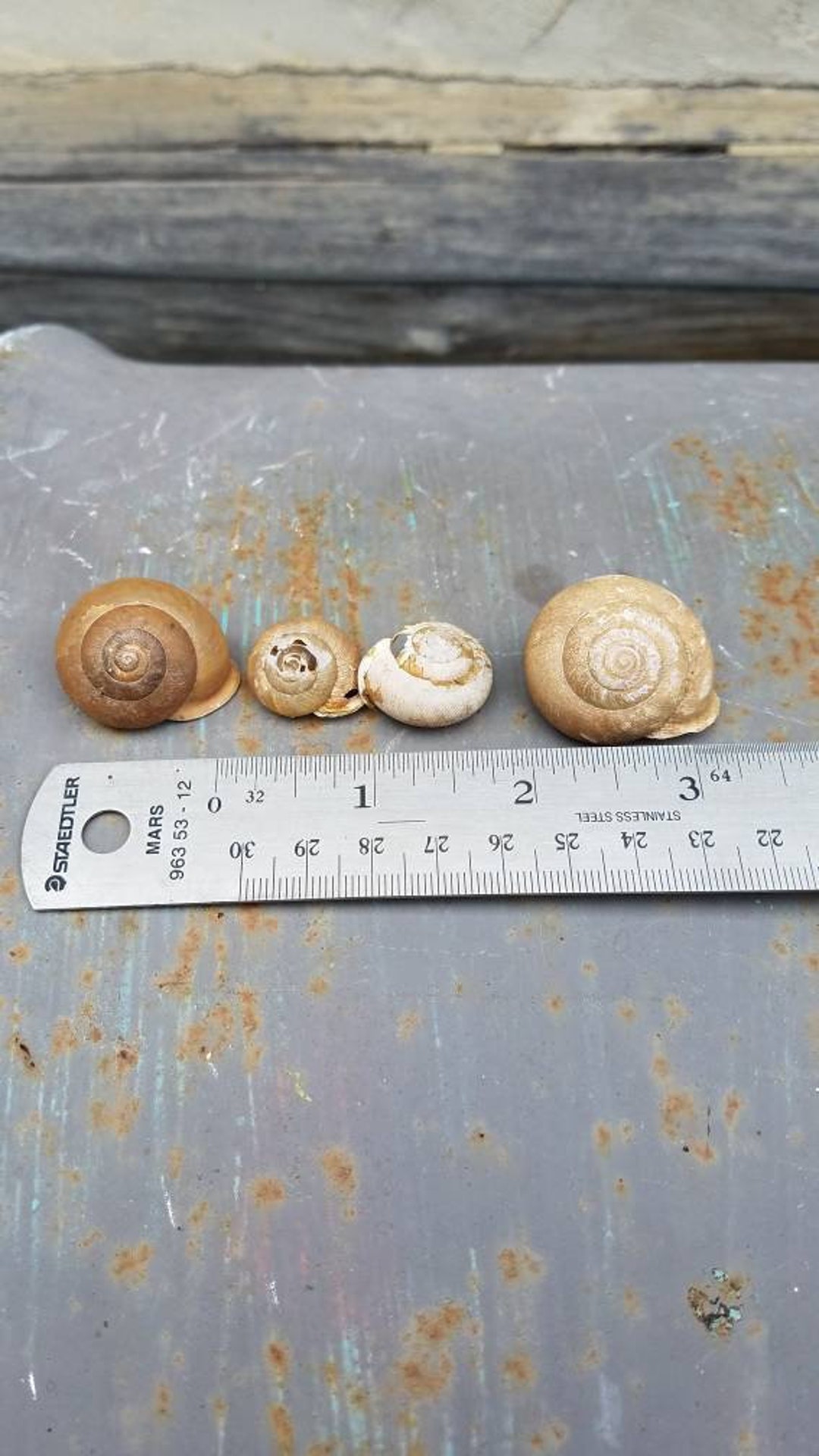 Set of 4 Snail Shells, Found, Hand Collected -- Specimens/shells/snail ...