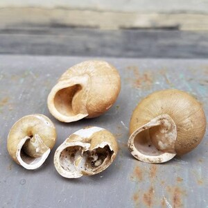 Set of 4 Snail Shells, Found, Hand Collected -- Specimens/shells/snail ...