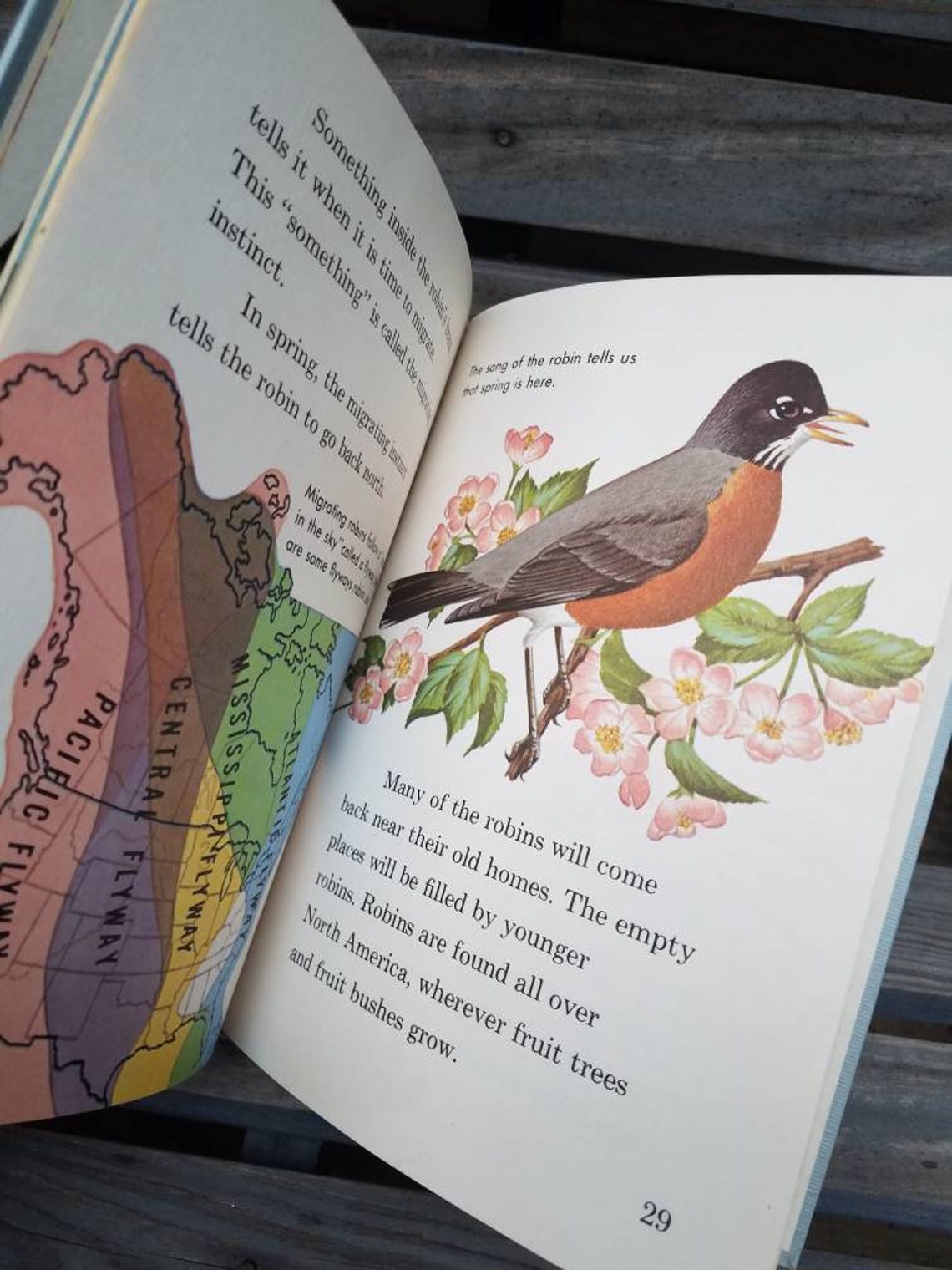 Robins/edwin A Mason/illustrated/bird Books/first - Etsy