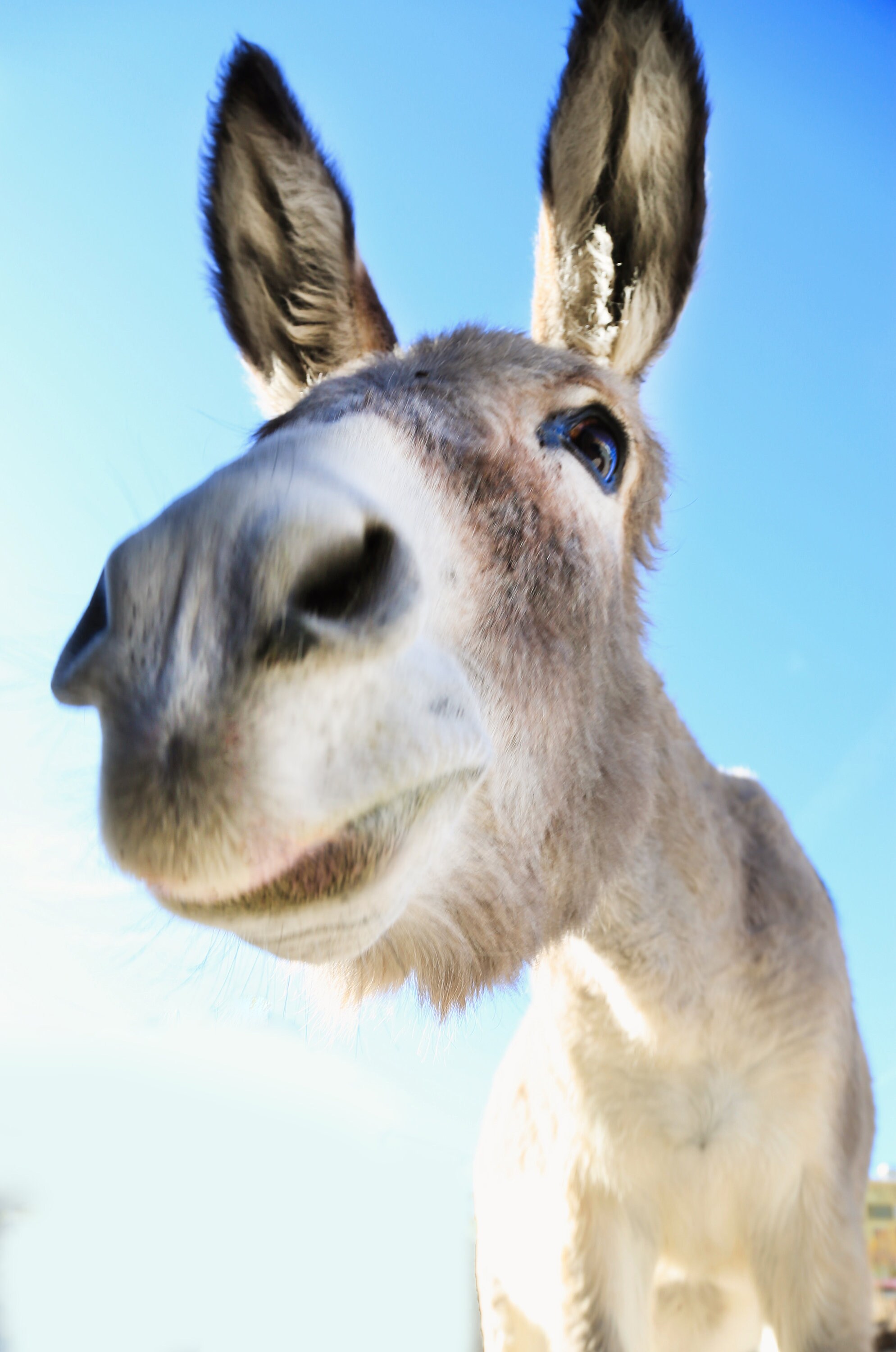Donkey Portrait | Oatman Donkey Photography | Arizona Desert ...
