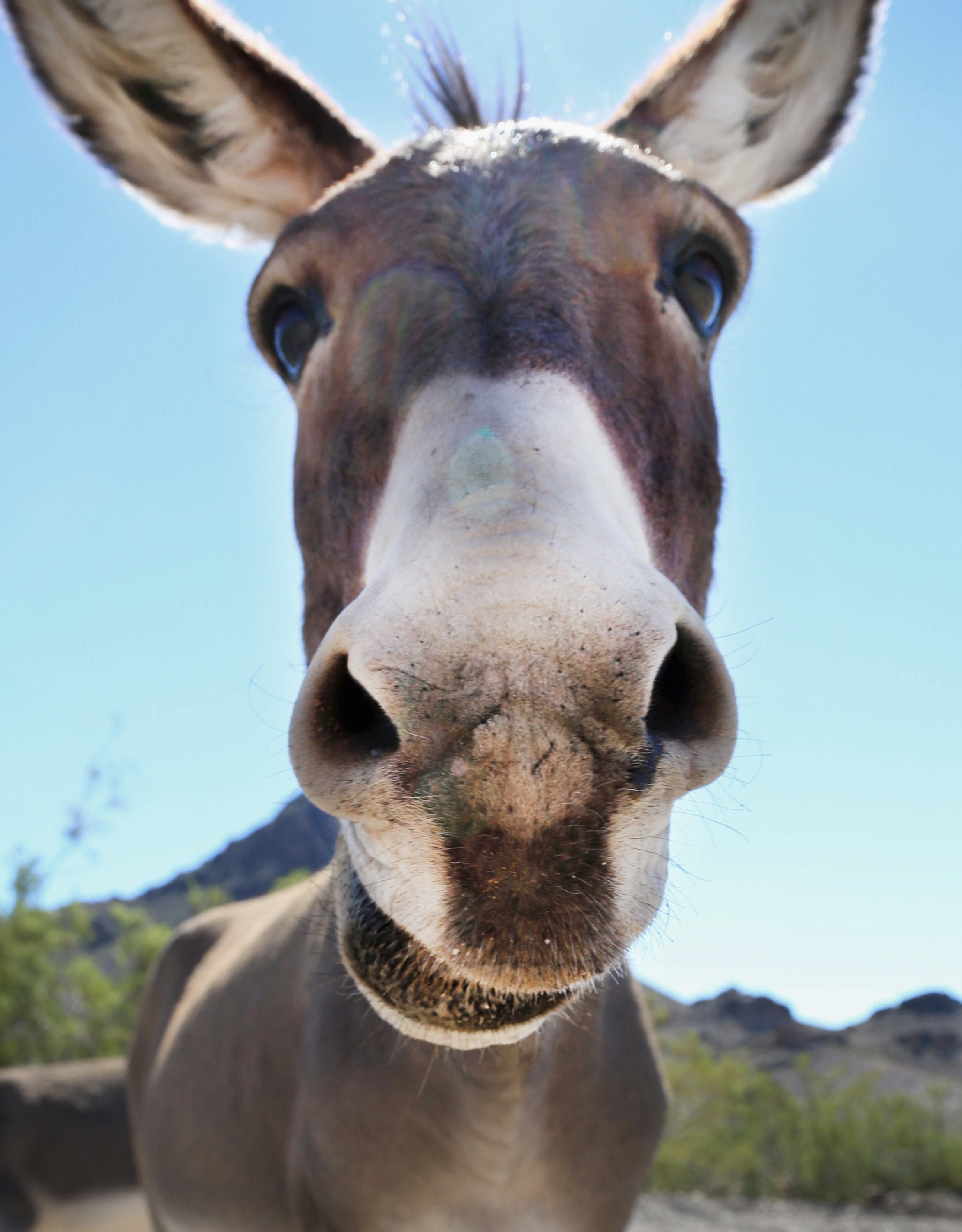 Donkey Photograph | Oatman Donkey Photography | Arizona Desert ...
