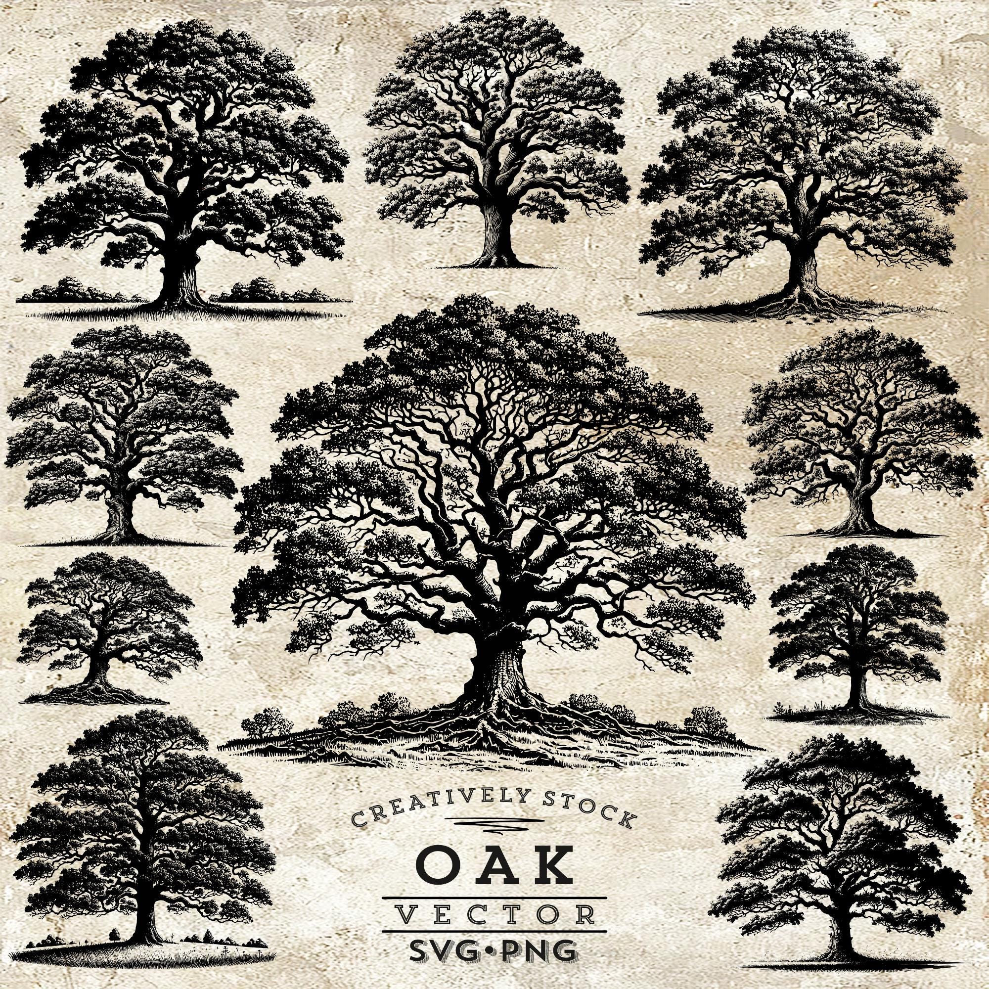 Oak Tree Svg PNG, Trees Svg, Oak Svg Png, Leaf, Tree, SVG, Oak Tree ...