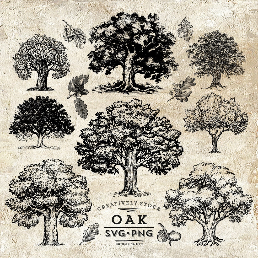 Oak Tree Svg PNG, Trees Svg, Oak Svg Png, Leaf, Tree, SVG, Oak Tree ...