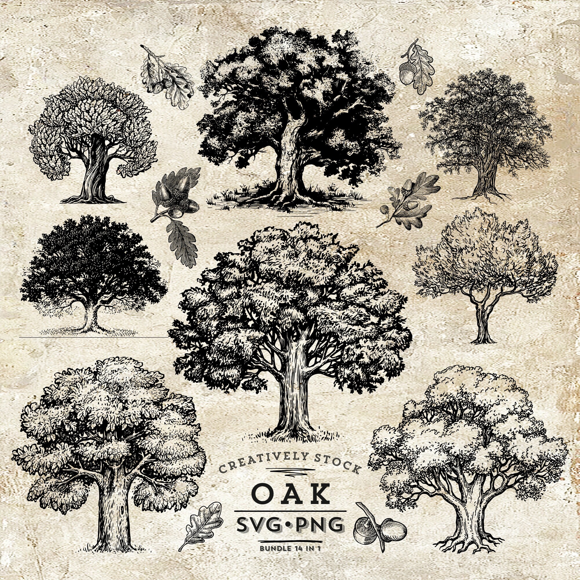Oak Tree Svg PNG, Trees Svg, Oak Svg Png, Leaf, Tree, SVG, Oak Tree ...