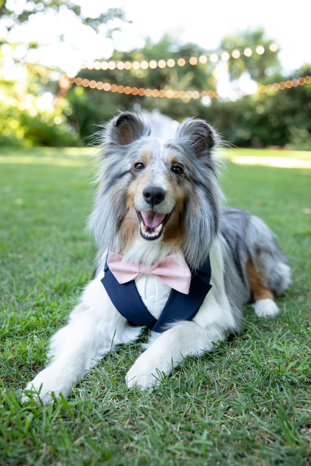Navy Blue Dog Tuxedo, Dog Wedding Suit Harness, Formal Dog Tuxedo ...