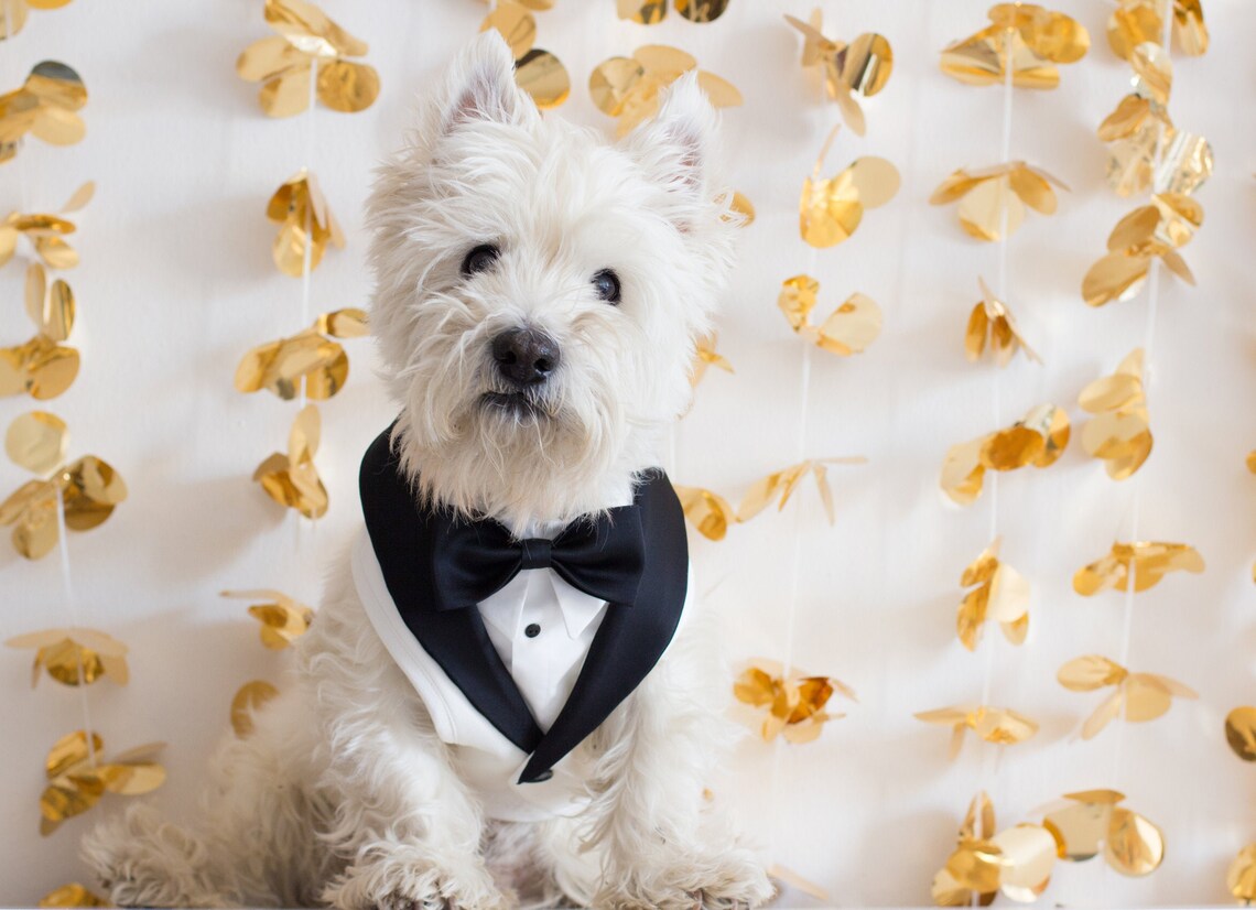 Formal Dog Tuxedo Harness White Color Wedding Dog Tuxedo - Etsy