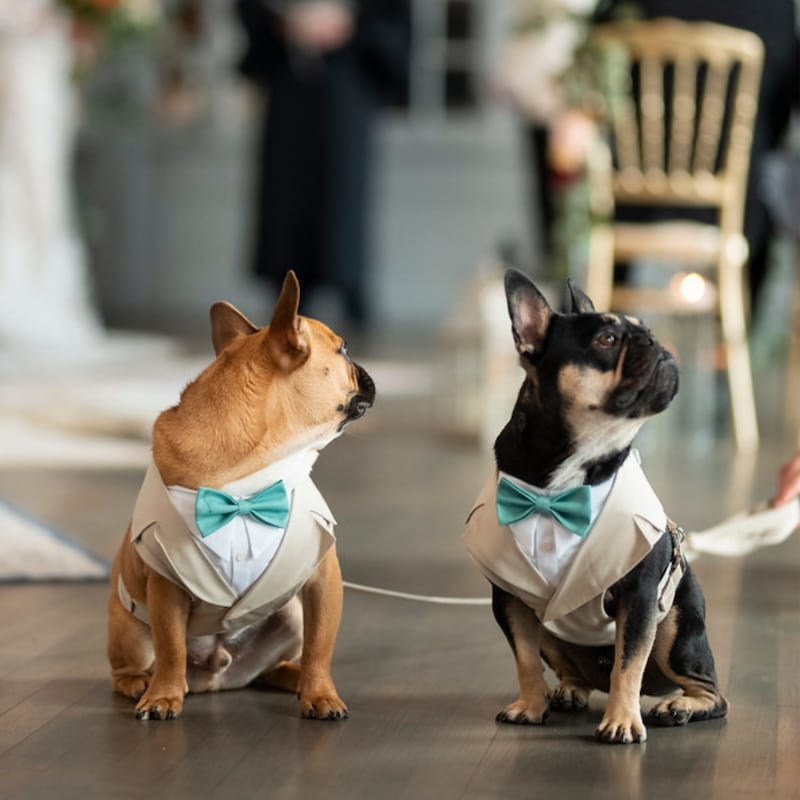 Dog Wedding Outfit - Etsy