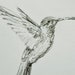 Original Hummingbird Pencil Drawing, Fine Art, Hummingbird Print ...