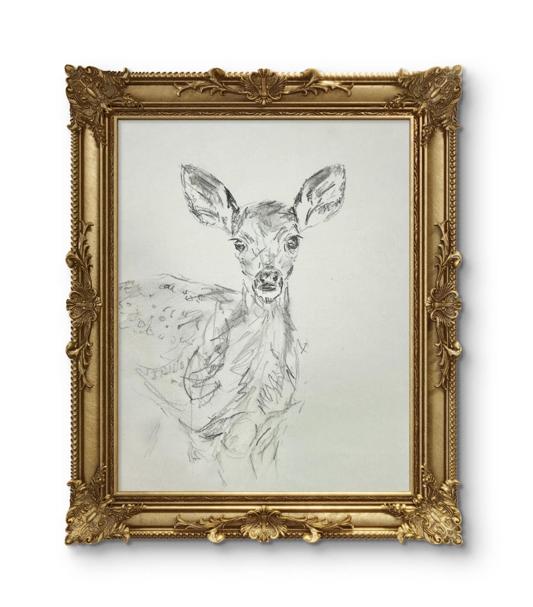 Original Pencil Drawing of BABY DOE DEER Print, Fine Art, Baby Deer ...
