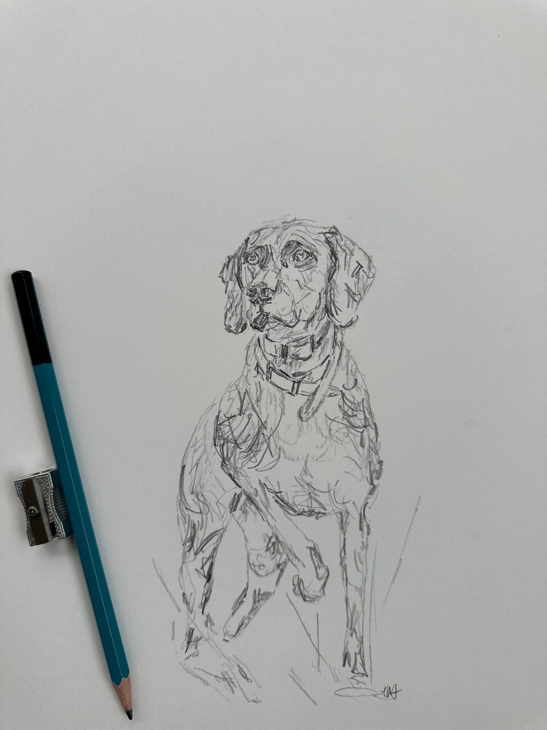 Original Pencil Drawing of Hunting Dog on Heavyweight Paper, 11x14 ...