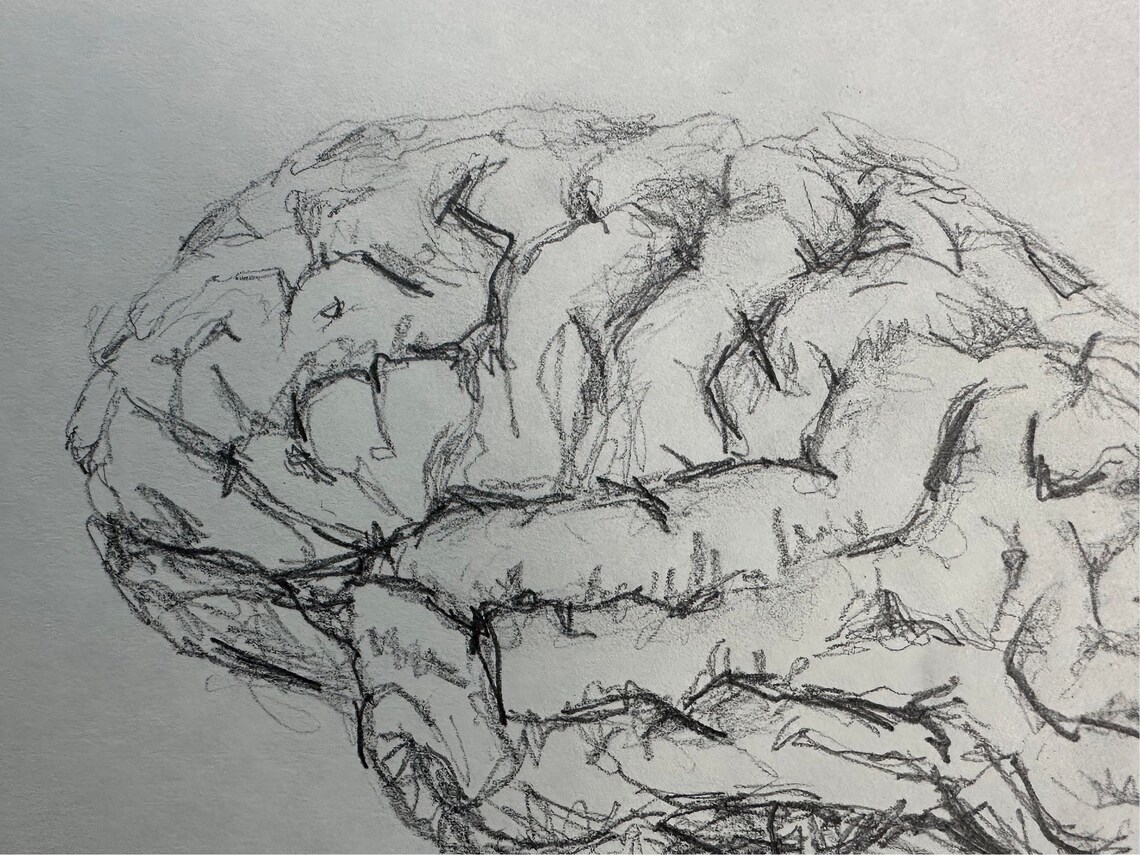 Original Brain Pencil Drawing, Fine Art, Medical Art, Brain Sketch ...