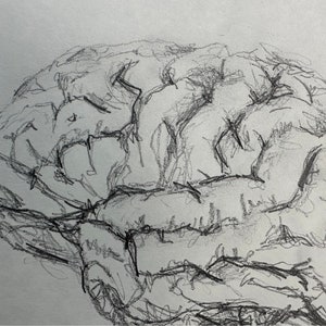 Original Brain Pencil Drawing, Fine Art, Medical Art, Brain Sketch ...