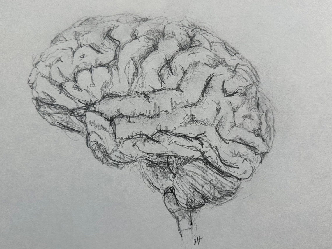 Original Brain Pencil Drawing, Fine Art, Medical Art, Brain Sketch ...