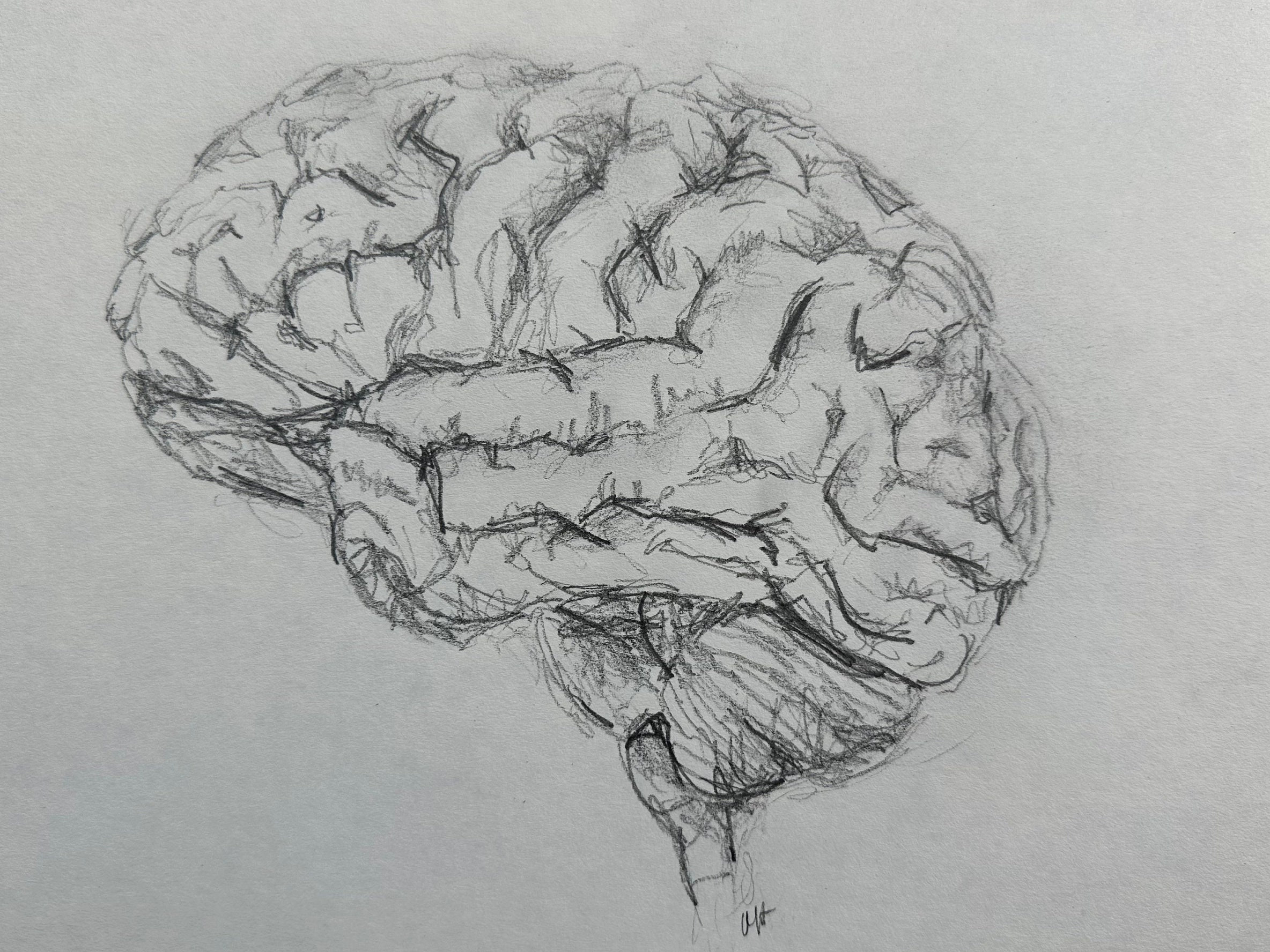 Original Brain Pencil Drawing, Fine Art, Medical Art, Brain Sketch ...
