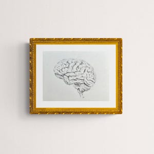 Original Brain Pencil Drawing, Fine Art, Medical Art, Brain Sketch ...