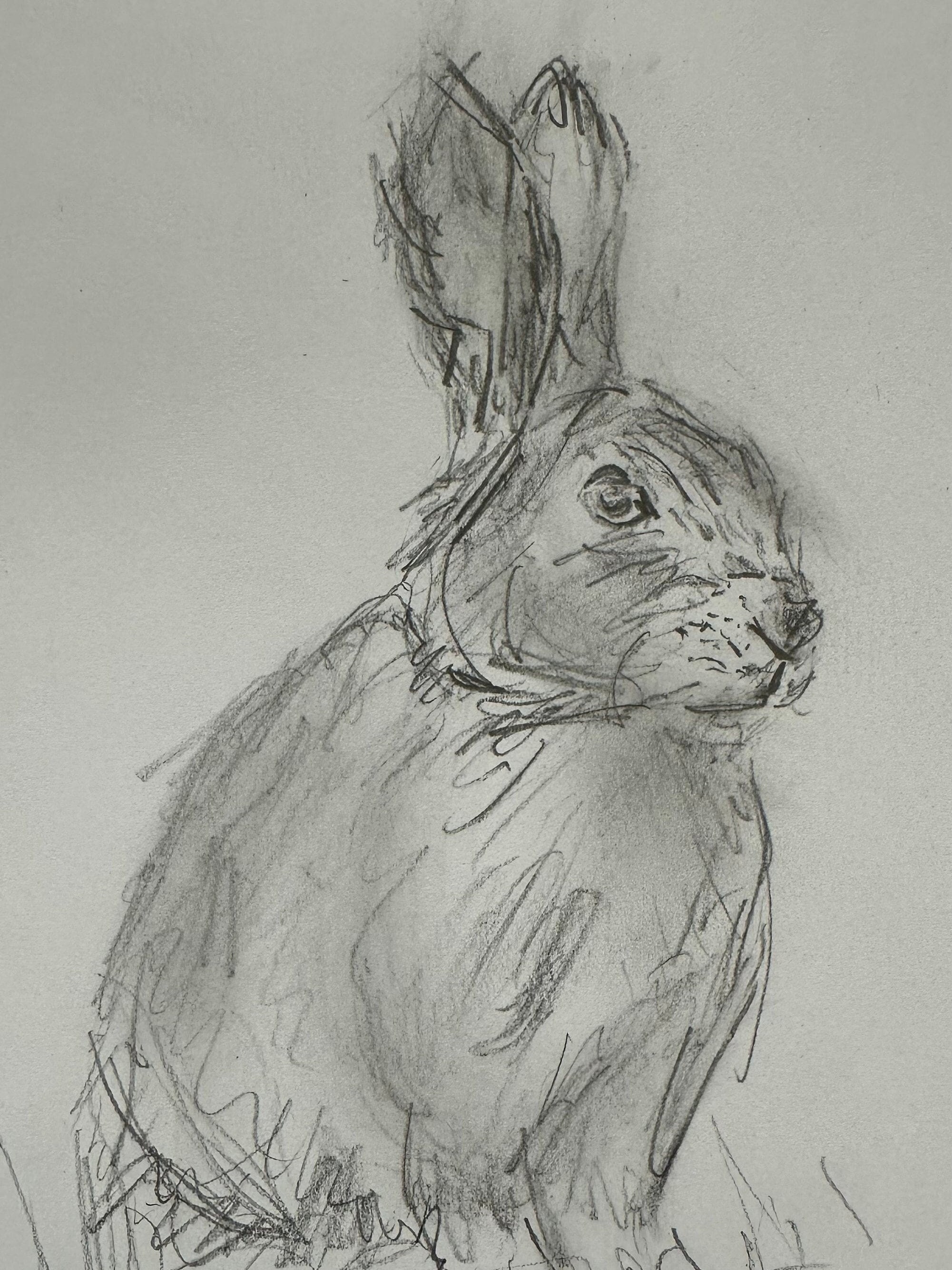Original Pencil Drawing of Bunny, Fine Art, Bunny Print, Minimalist ...